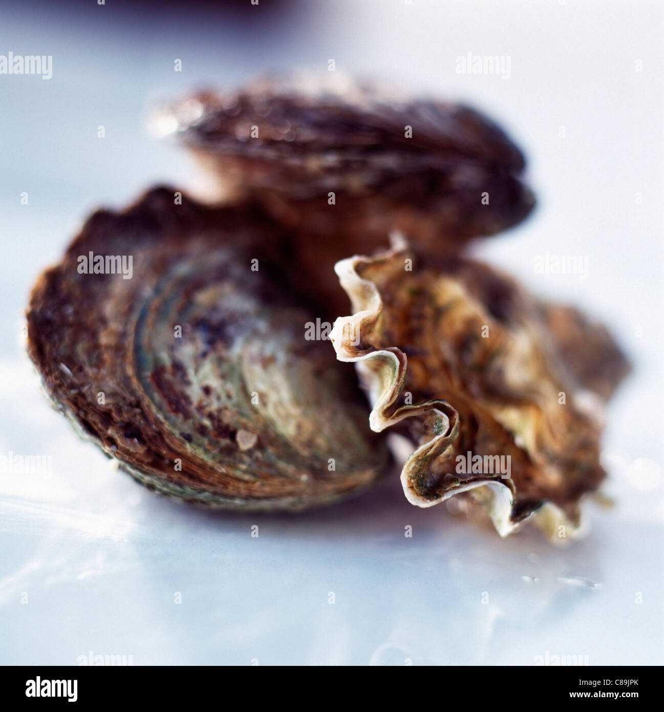 Belon oysters hi-res stock photography and images - Alamy