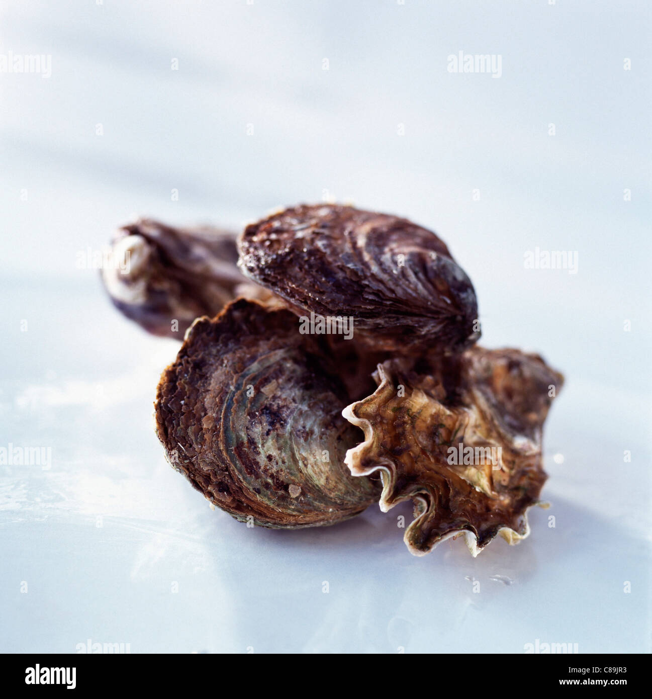 Belon oysters hi-res stock photography and images - Alamy