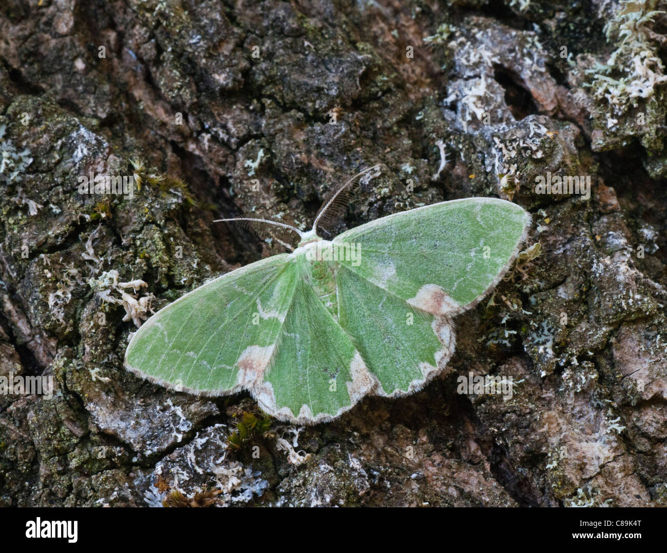Light Emerald Moth High Resolution Stock Photography and Images - Alamy