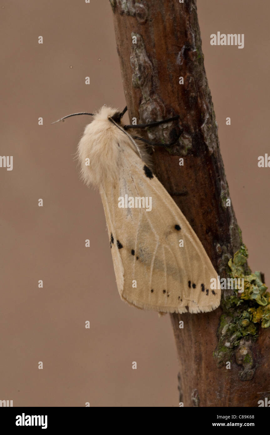 Buff Ermine Spilosoma luteum. Fawn coloured Moth with black spots Stock ...