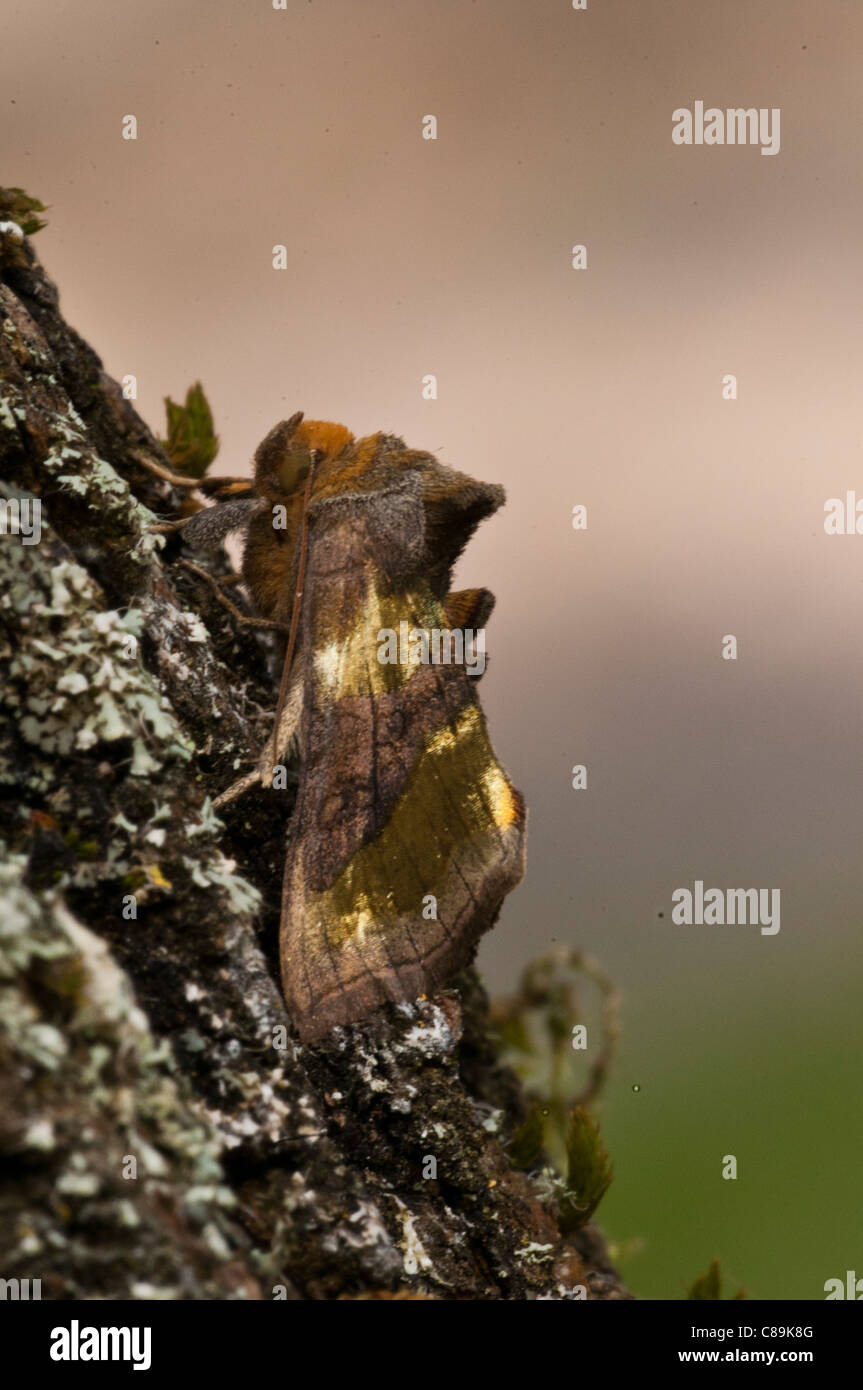 Burnished Brass Diachrysia chrysitis Moth that has patches resembling ...