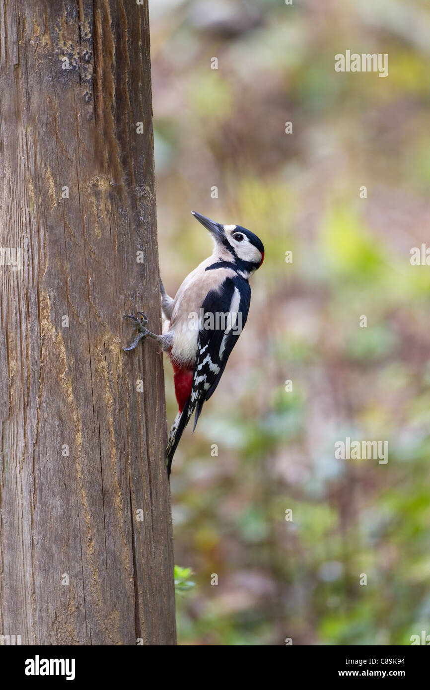 Woodpecker colours hi-res stock photography and images - Alamy