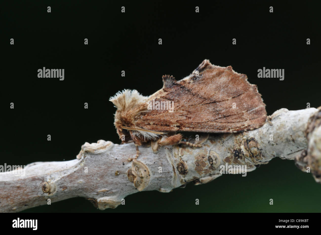 Coxcombe Prominent Ptilodon capucina Uniform coloured brown Moth Stock ...
