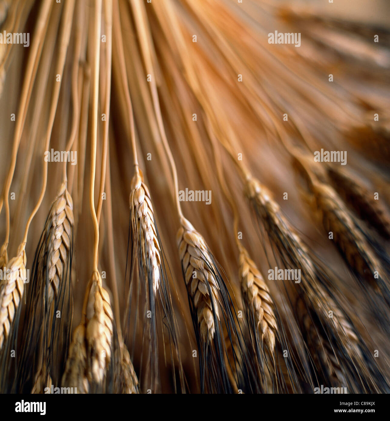 Ears of ripe barley Stock Photo - Alamy