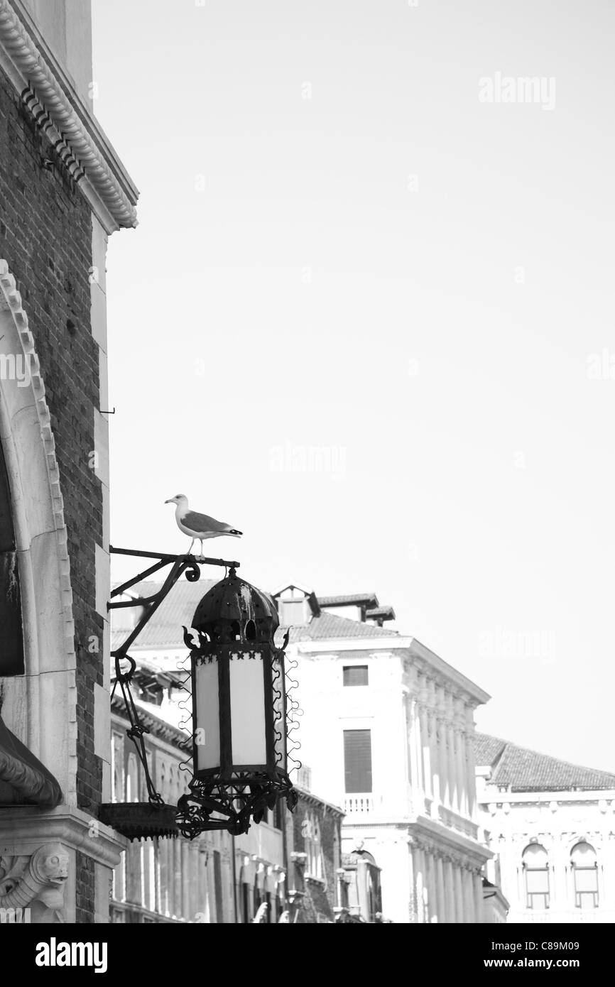 Venice animals Black and White Stock Photos & Images - Alamy