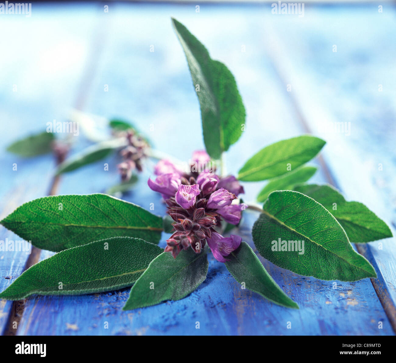 At the sage hi-res stock photography and images - Alamy