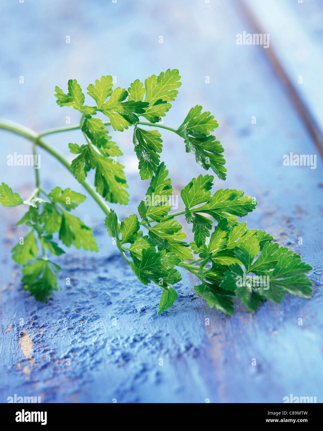 Sprig of fresh parsley Stock Photo - Alamy