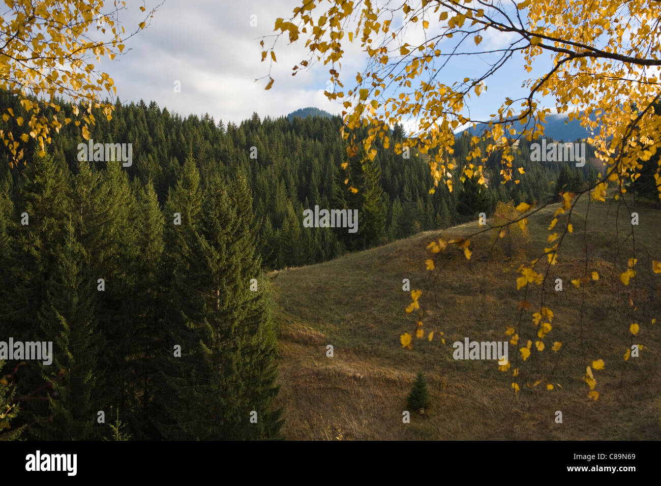 Fall autumn leaf environment hi-res stock photography and images - Alamy