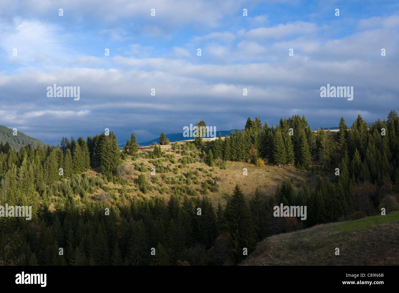 forest landscape, Rodopi mountain, Balkans, Bulgaria, Eastern Europe ...