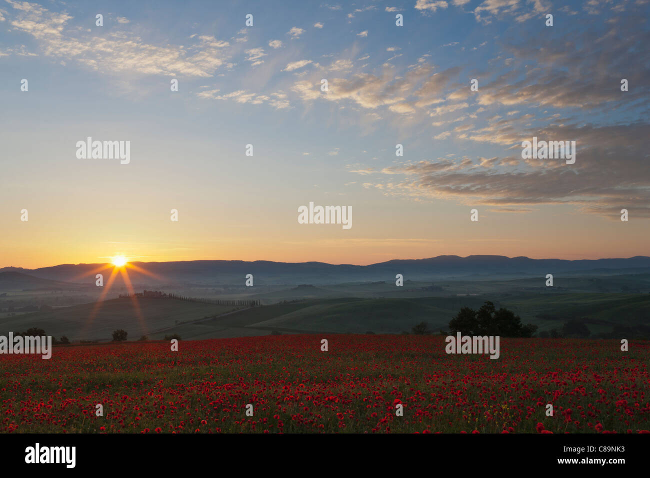 Poppy flower farm with nature hi-res stock photography and images - Alamy