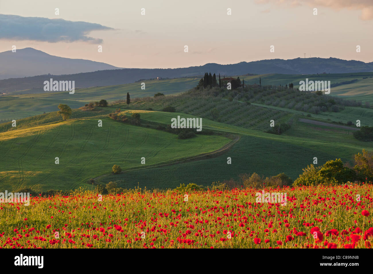 Italy, Tuscany, Crete, View of poppy field in front of farm at sunrise ...