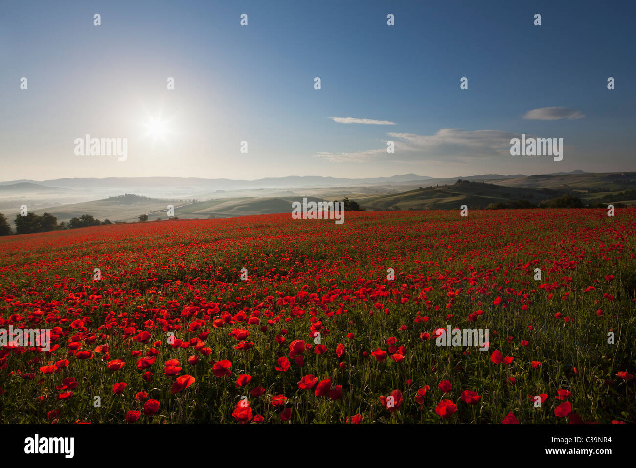 Italy, Tuscany, Crete, View of red poppy field at sunrise Stock Photo ...