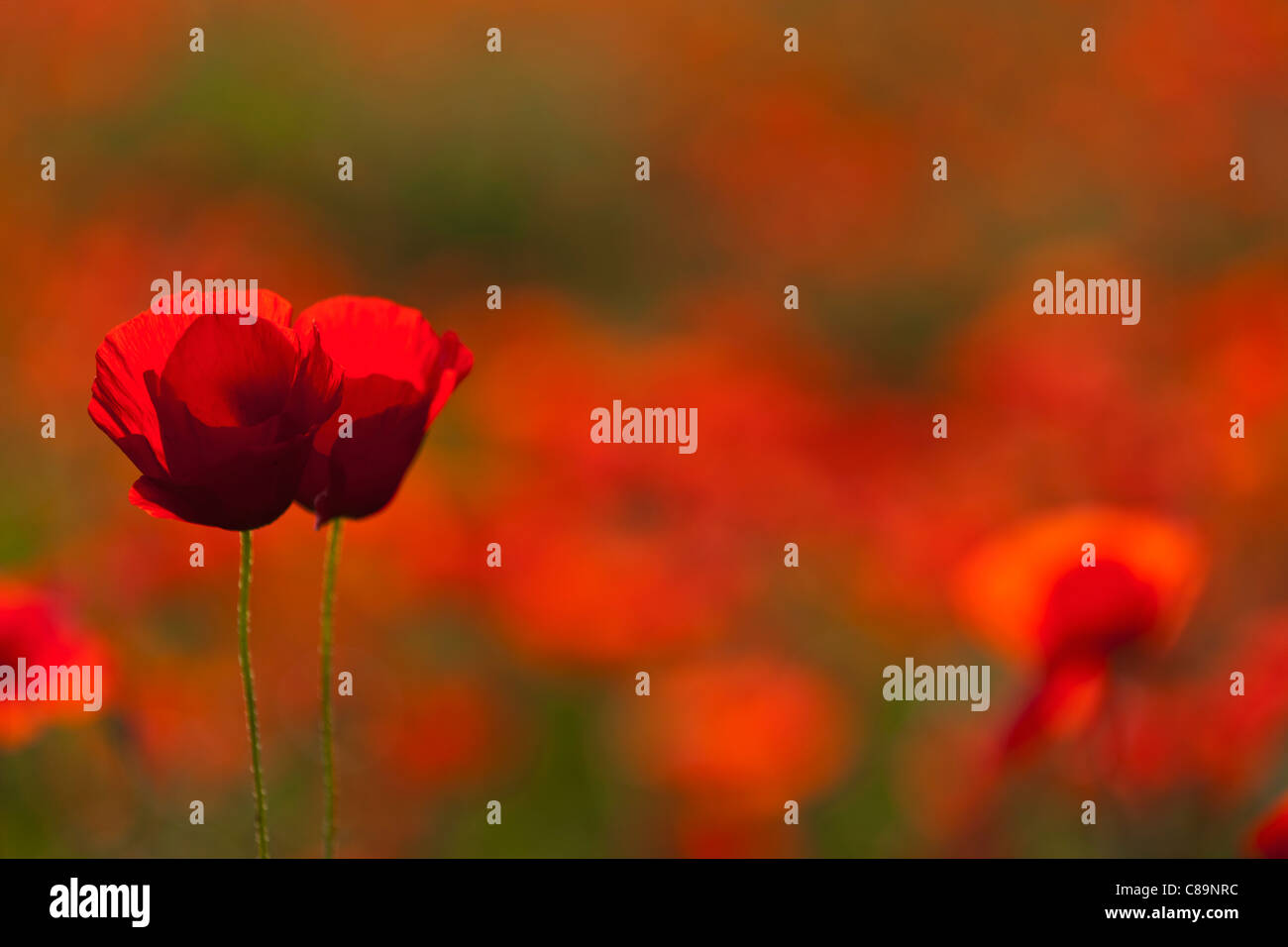 Italy, Tuscany, Crete, View of red poppy field with two flowers in ...