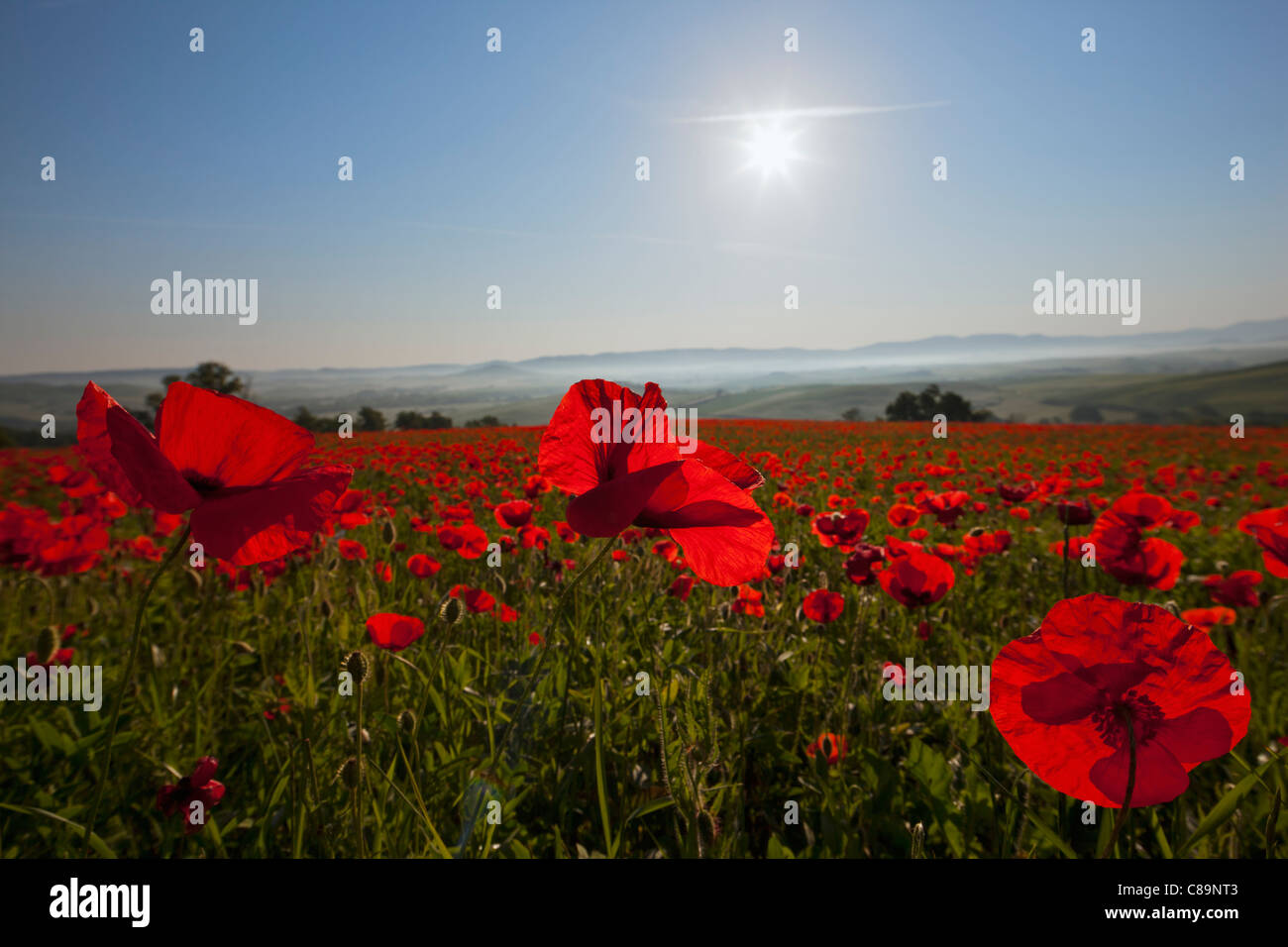 Poppy field hi-res stock photography and images - Alamy