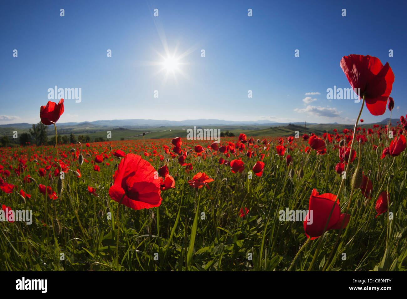 Italy, Tuscany, Crete, View of red poppy field at sunrise Stock Photo ...