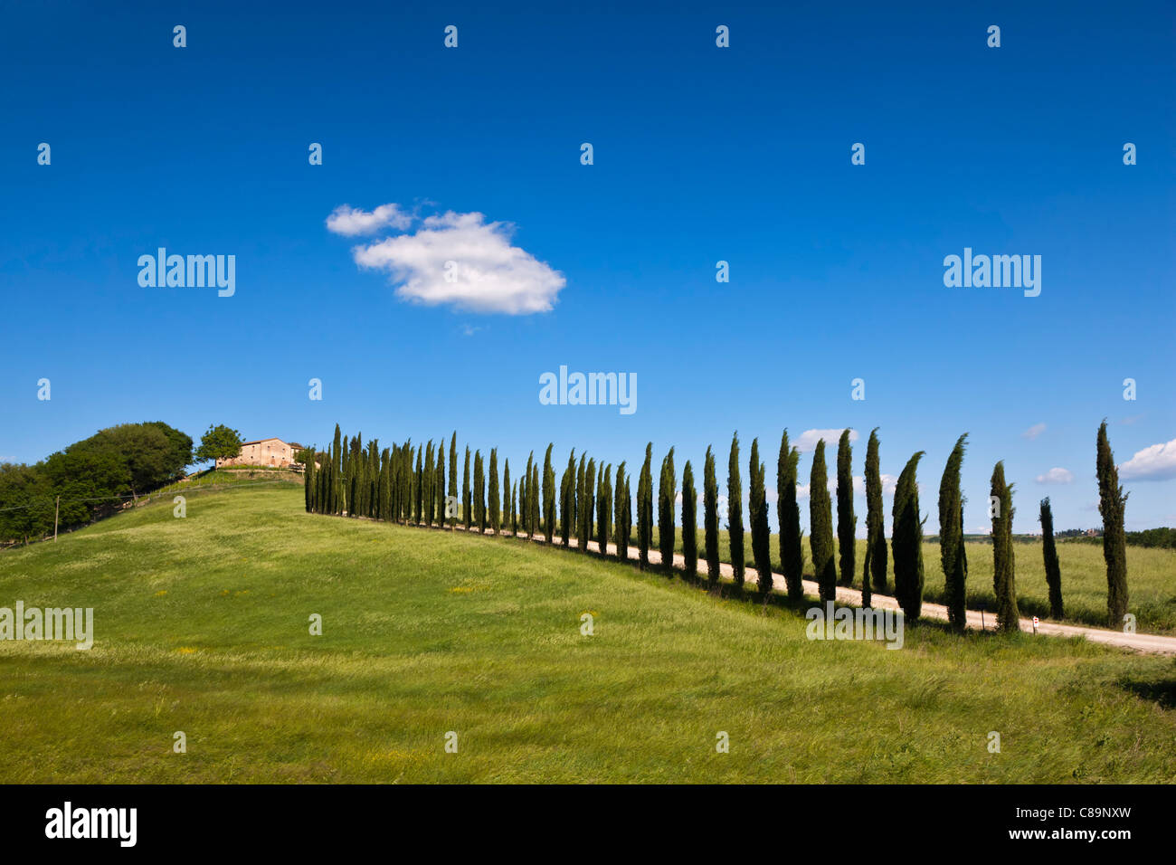 Italy, Tuscany, Crete, View of farm with cypress trees Stock Photo - Alamy