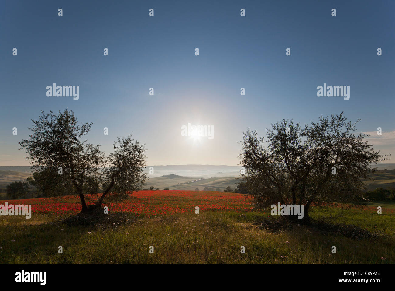 Olive trees scene view view hi-res stock photography and images - Alamy