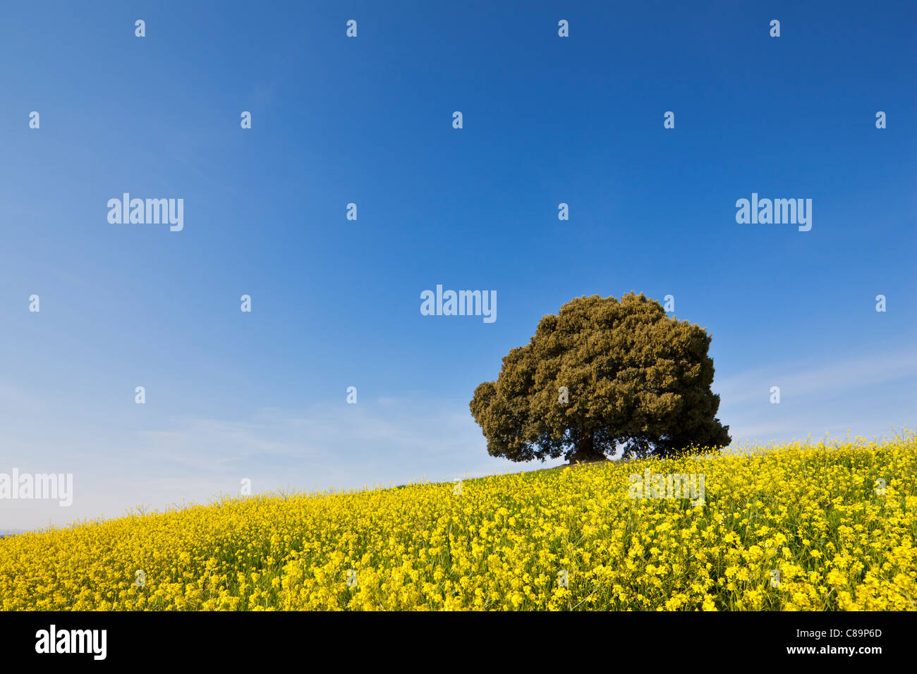 Italy, Tuscany, View of single deciduous tree in rape field Stock Photo ...