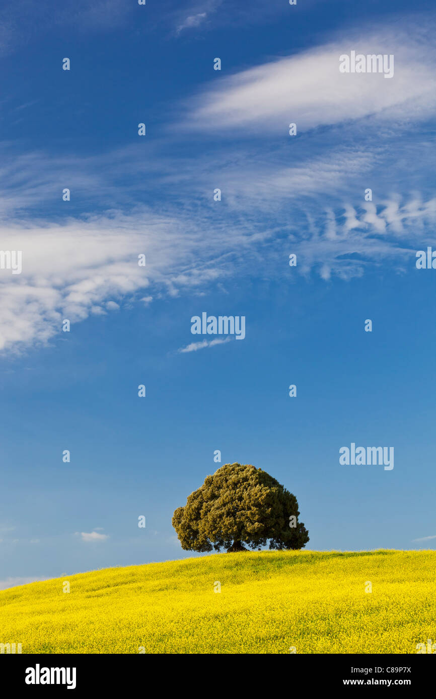 Italy, Tuscany, View of single deciduous tree in rape field Stock Photo ...