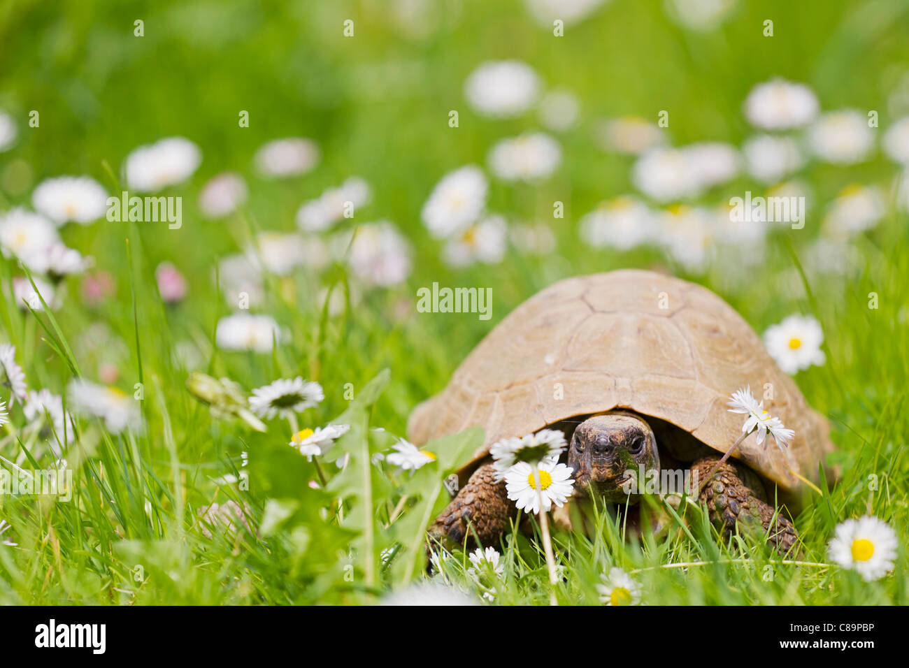 Tortoise hi-res stock photography and images - Alamy