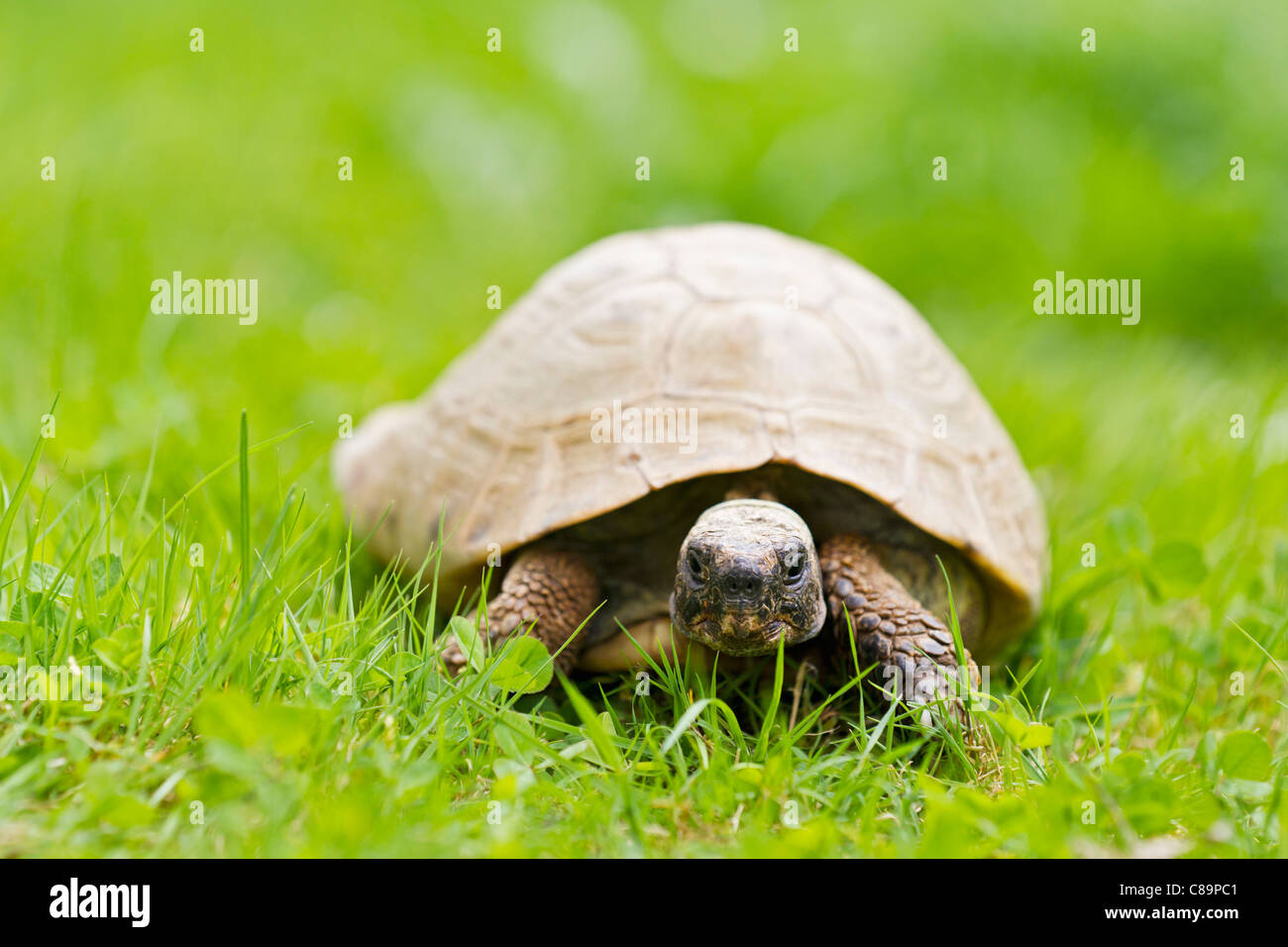 Germany, Bavaria, Hermann's tortoise in grass Stock Photo - Alamy
