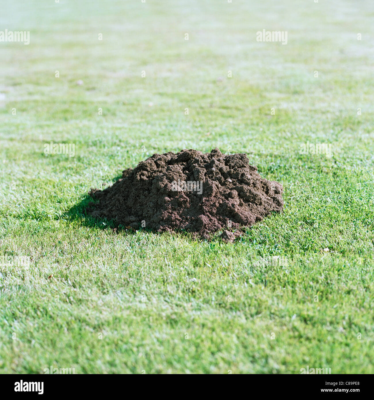 Mole Hill Garden High Resolution Stock Photography and Images - Alamy