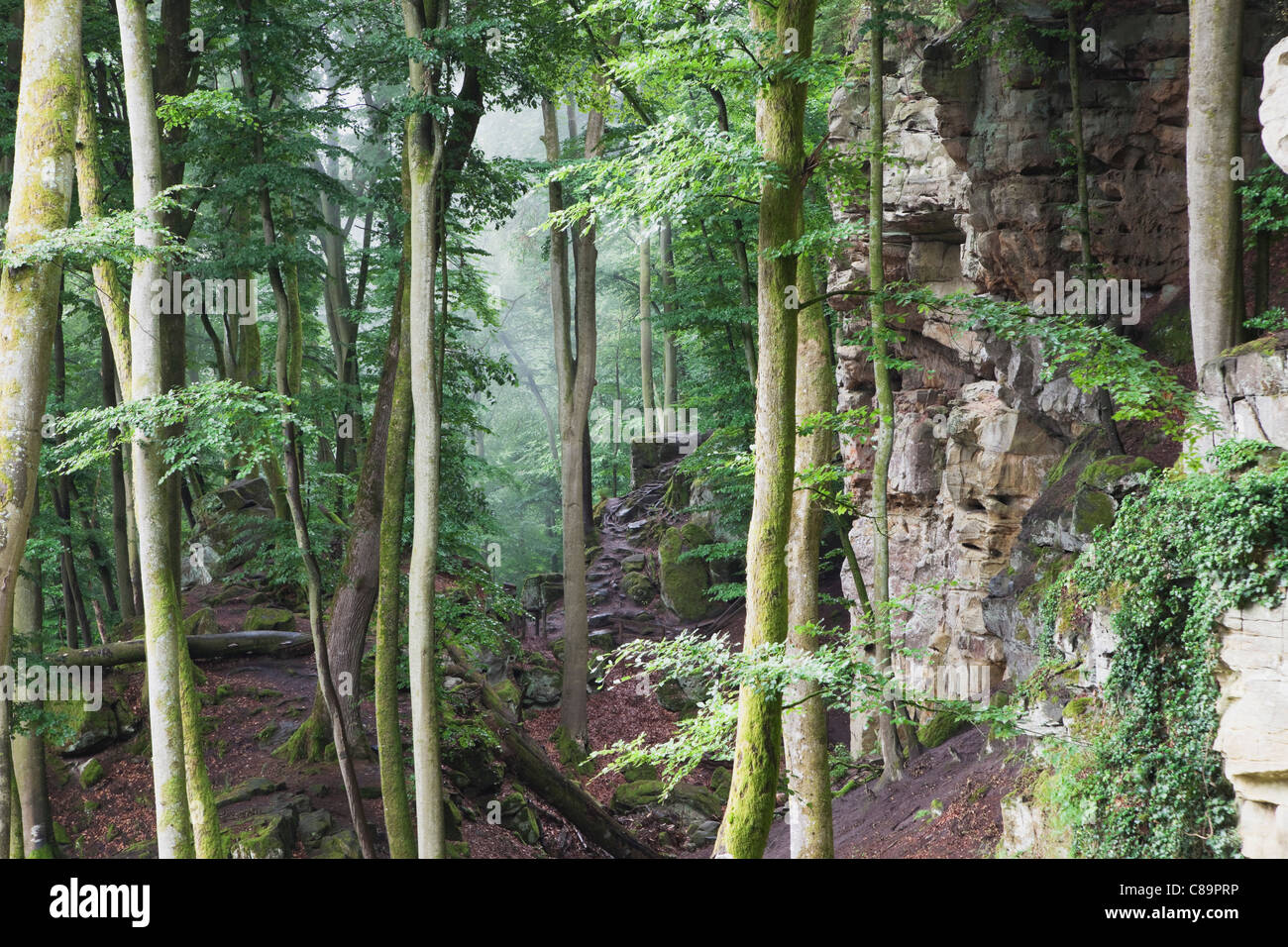 Germany, Rhineland-Palatinate, Eifel Region, South Eifel Nature Park ...