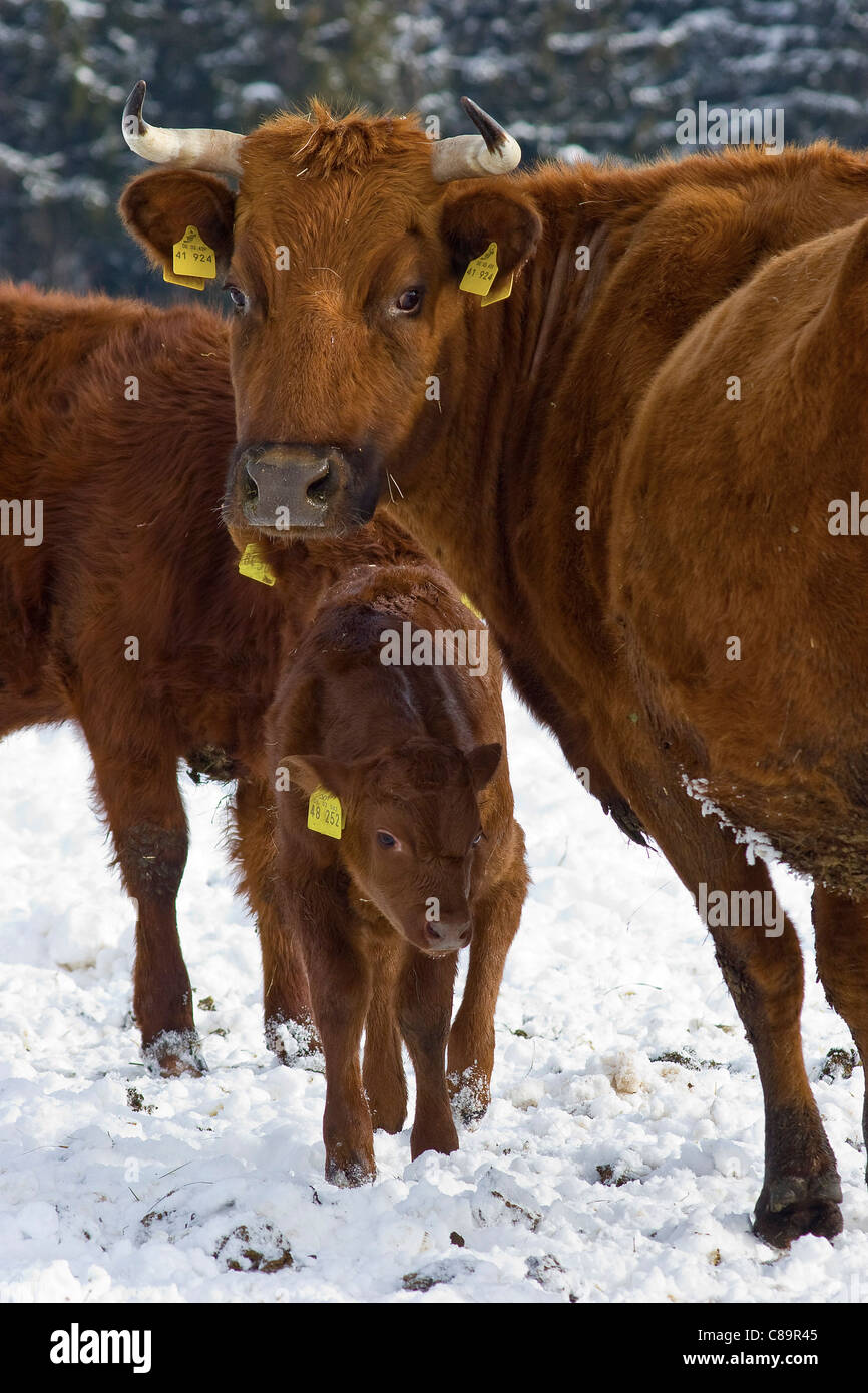 Germany, Cattle and calf with labelled ears on snow Stock Photo - Alamy