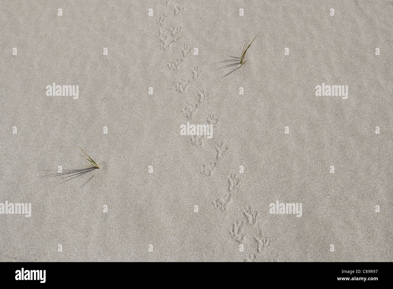 Animal claw marks hi-res stock photography and images - Alamy
