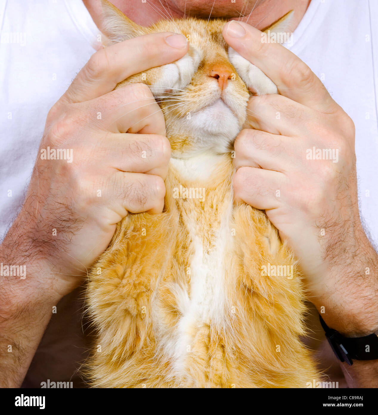 cat with paws in front of eyes Stock Photo - Alamy