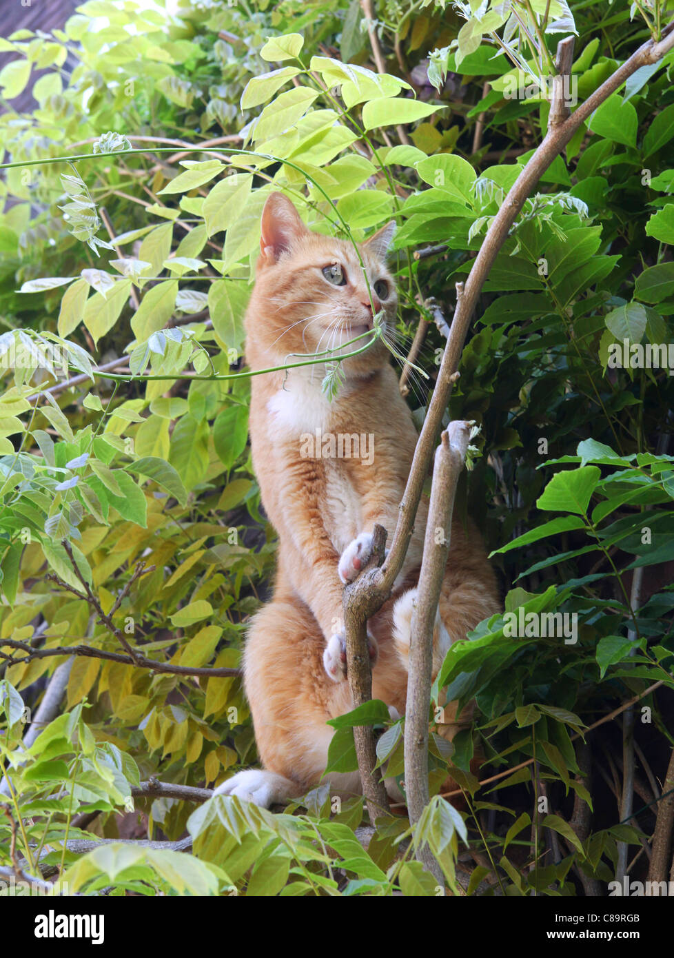 Tree climbing birds hi-res stock photography and images - Alamy