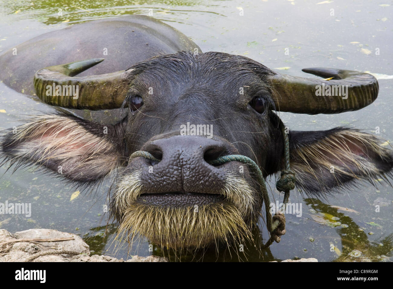 China, Xing Ping, View of water buffalo, close up Stock Photo - Alamy