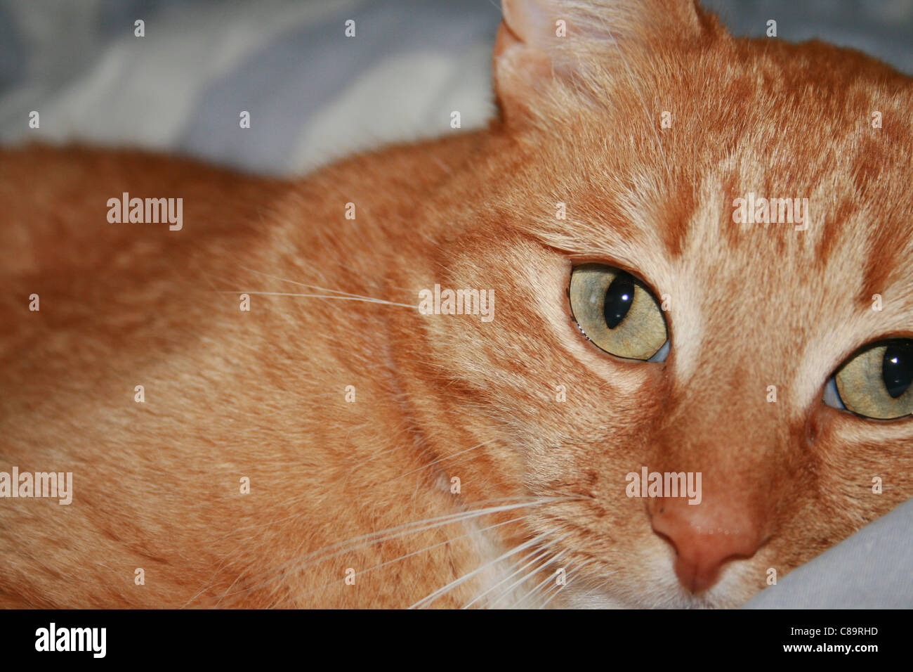 close up of the face and eyes of a beautiful red cat Stock Photo - Alamy
