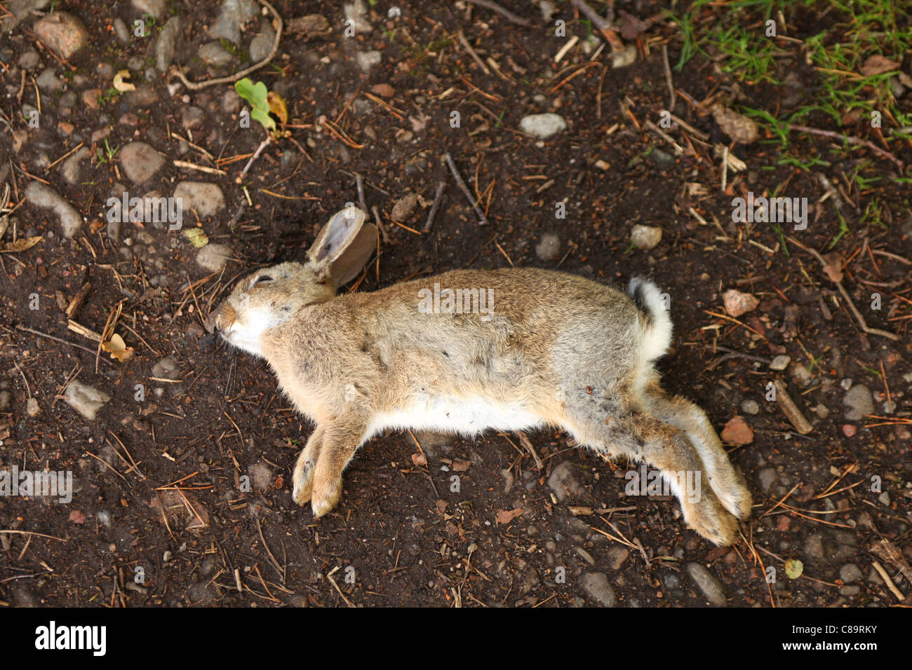 Dead rabbit lying on earth Stock Photo - Alamy