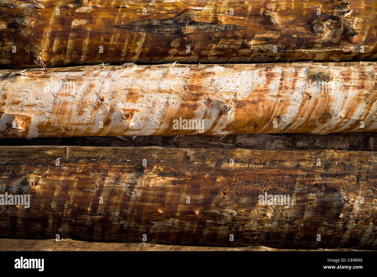 Tree trunks deforestation hi-res stock photography and images - Alamy