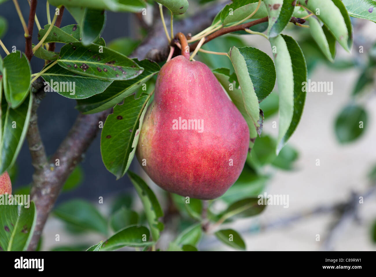 Williams pear hi-res stock photography and images - Alamy