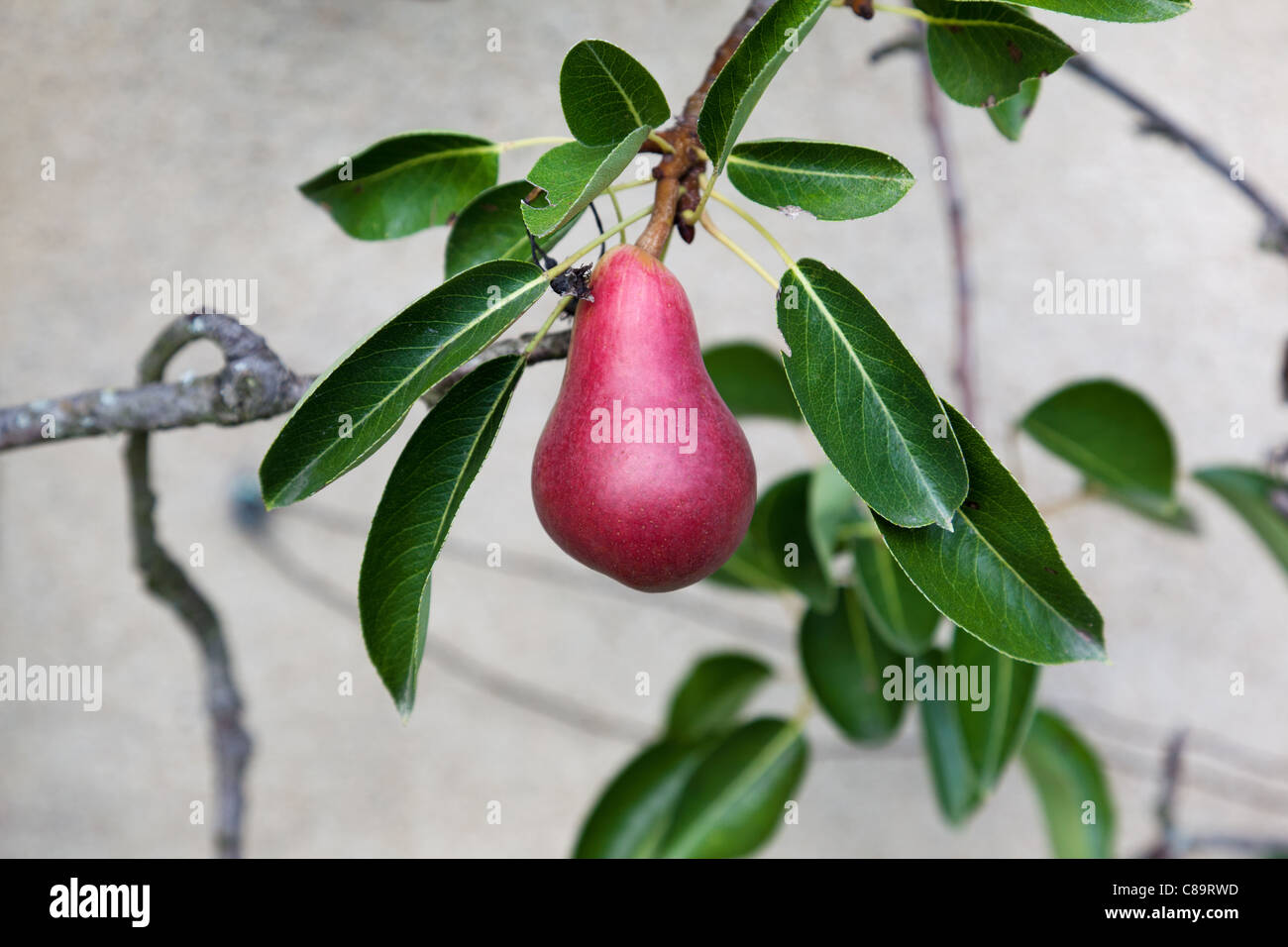 Williams pear hi-res stock photography and images - Alamy