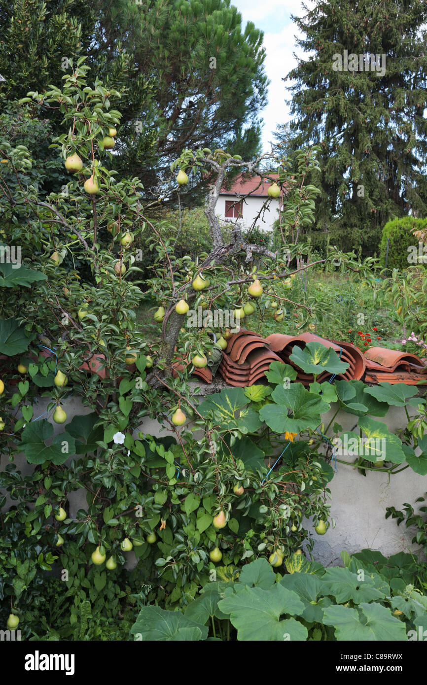 Williams pear hi-res stock photography and images - Alamy