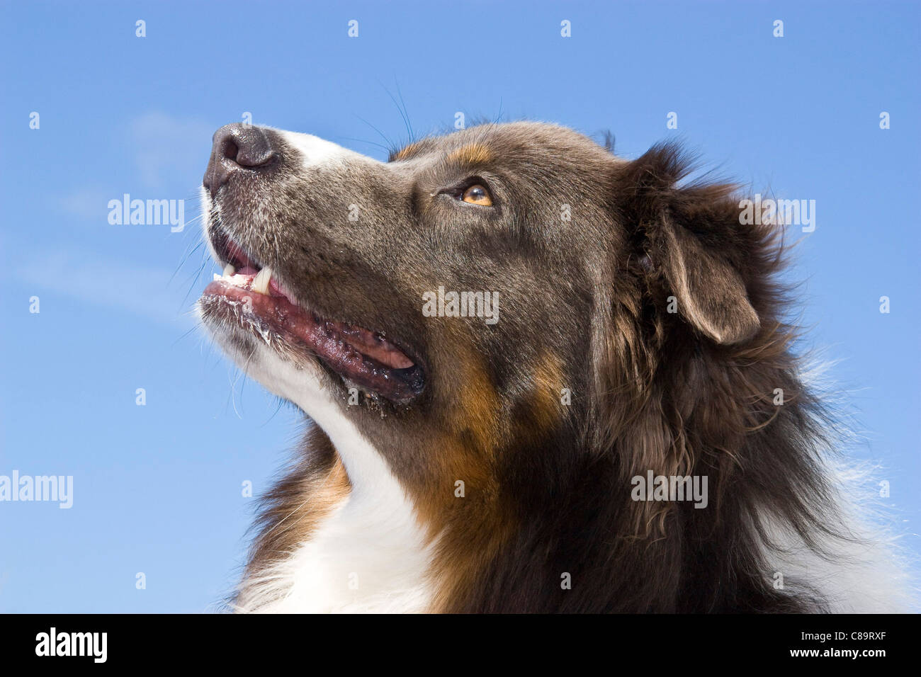 Australian shepherd close up hi-res stock photography and images - Alamy