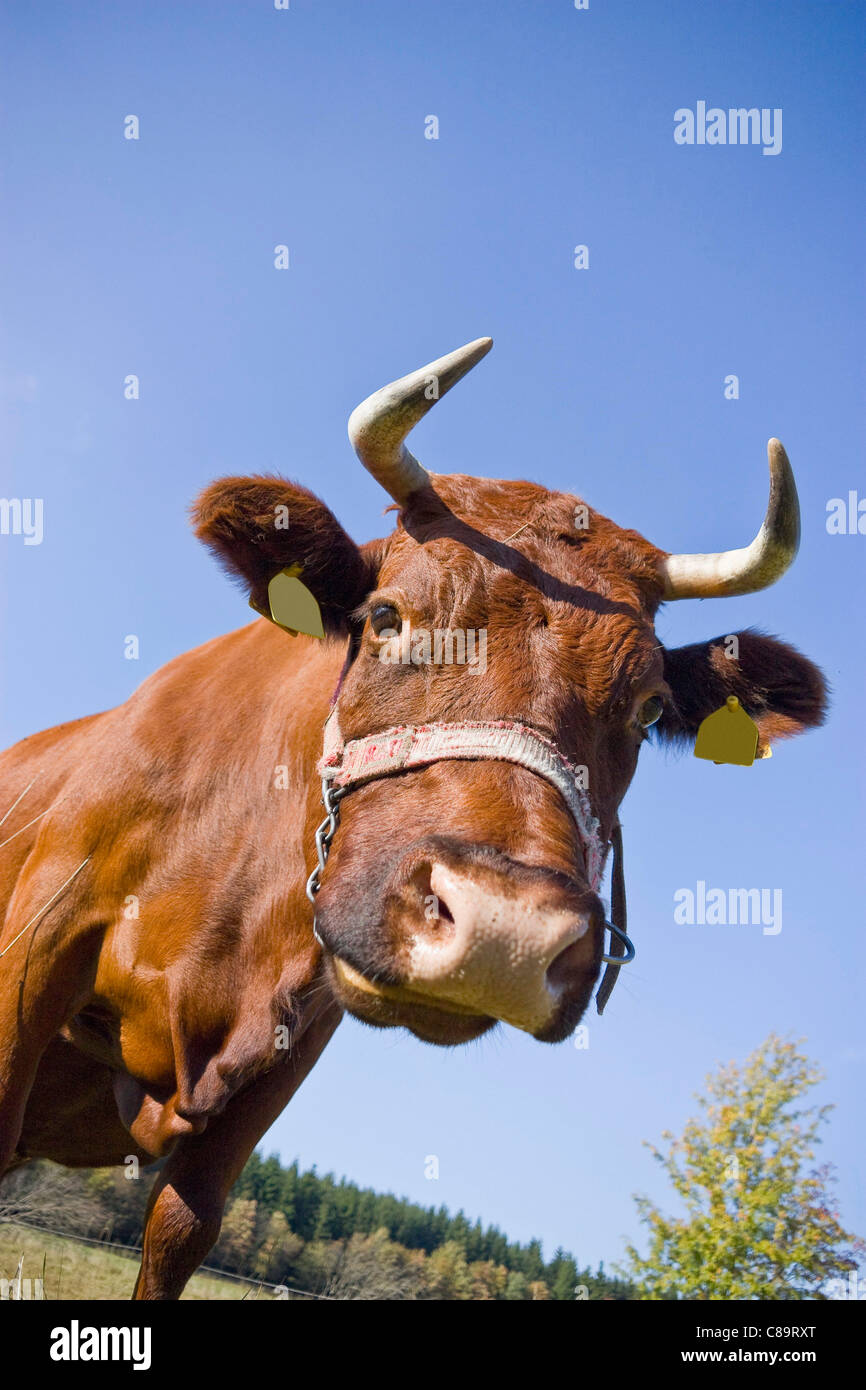Horned animal hi-res stock photography and images - Alamy