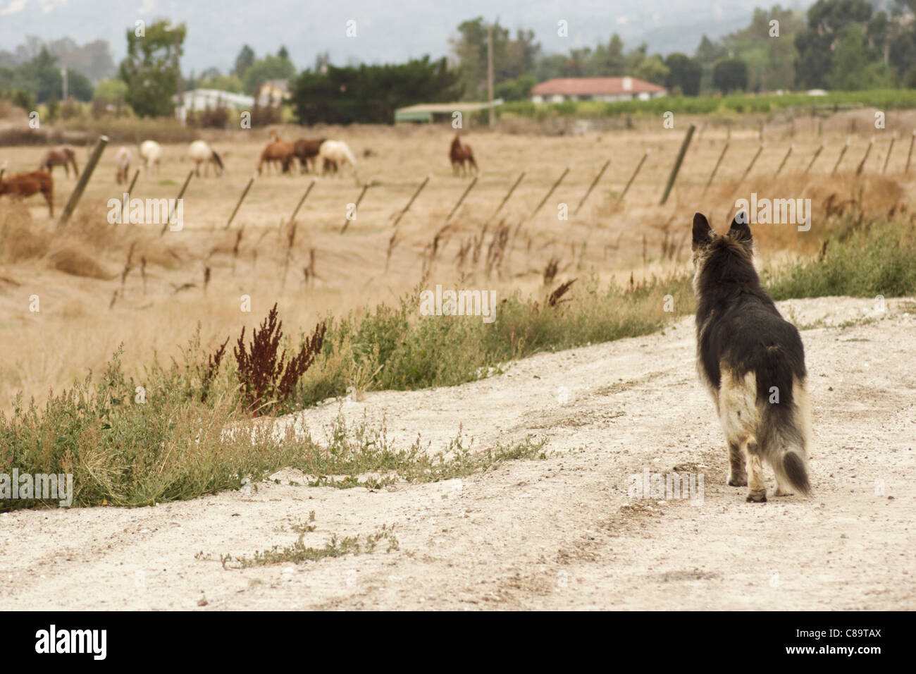 Alsation dog hi-res stock photography and images - Alamy