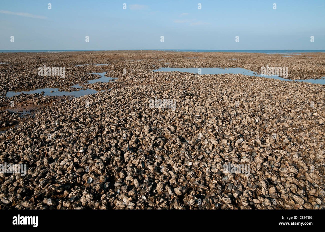 mussels on hunstanton beach, west norfolk, england Stock Photo - Alamy