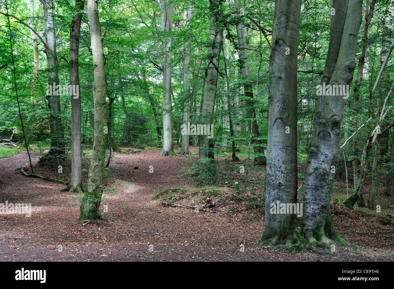 Burnham Beeches, near Slough, UK September 2011 Stock Photo - Alamy