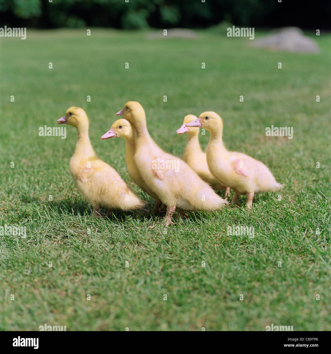 Duckling hi-res stock photography and images - Alamy