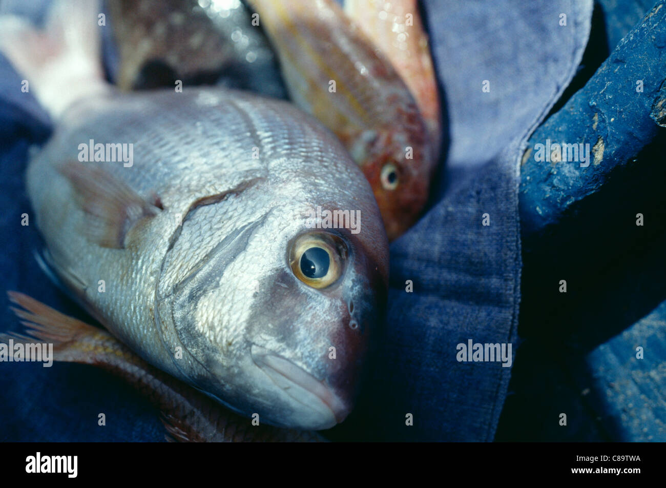 Porgy High Resolution Stock Photography and Images - Alamy