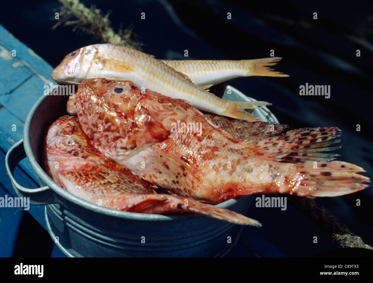 Raw scorpion fish and red mullet Stock Photo - Alamy