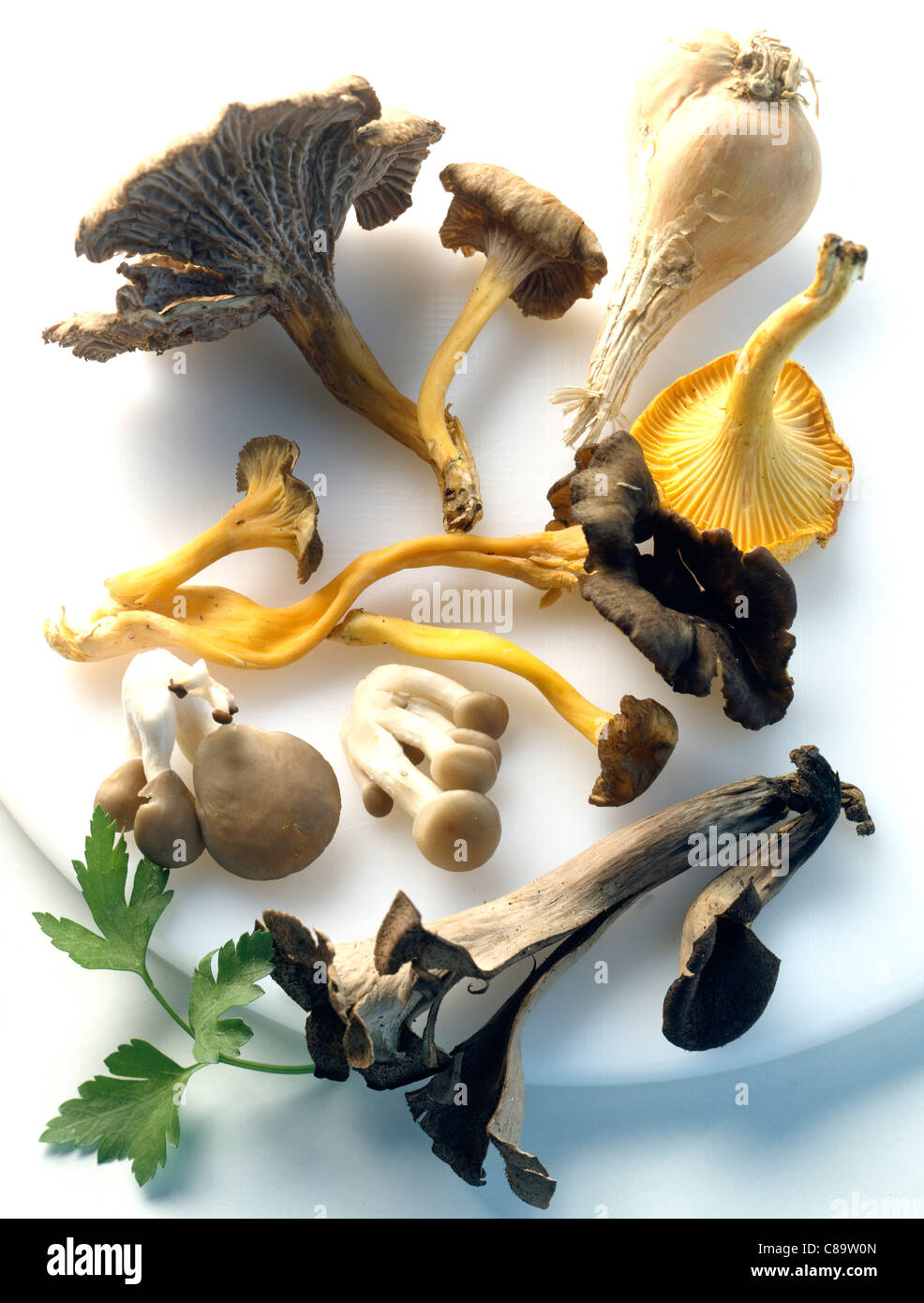Trumpet of death hi-res stock photography and images - Alamy