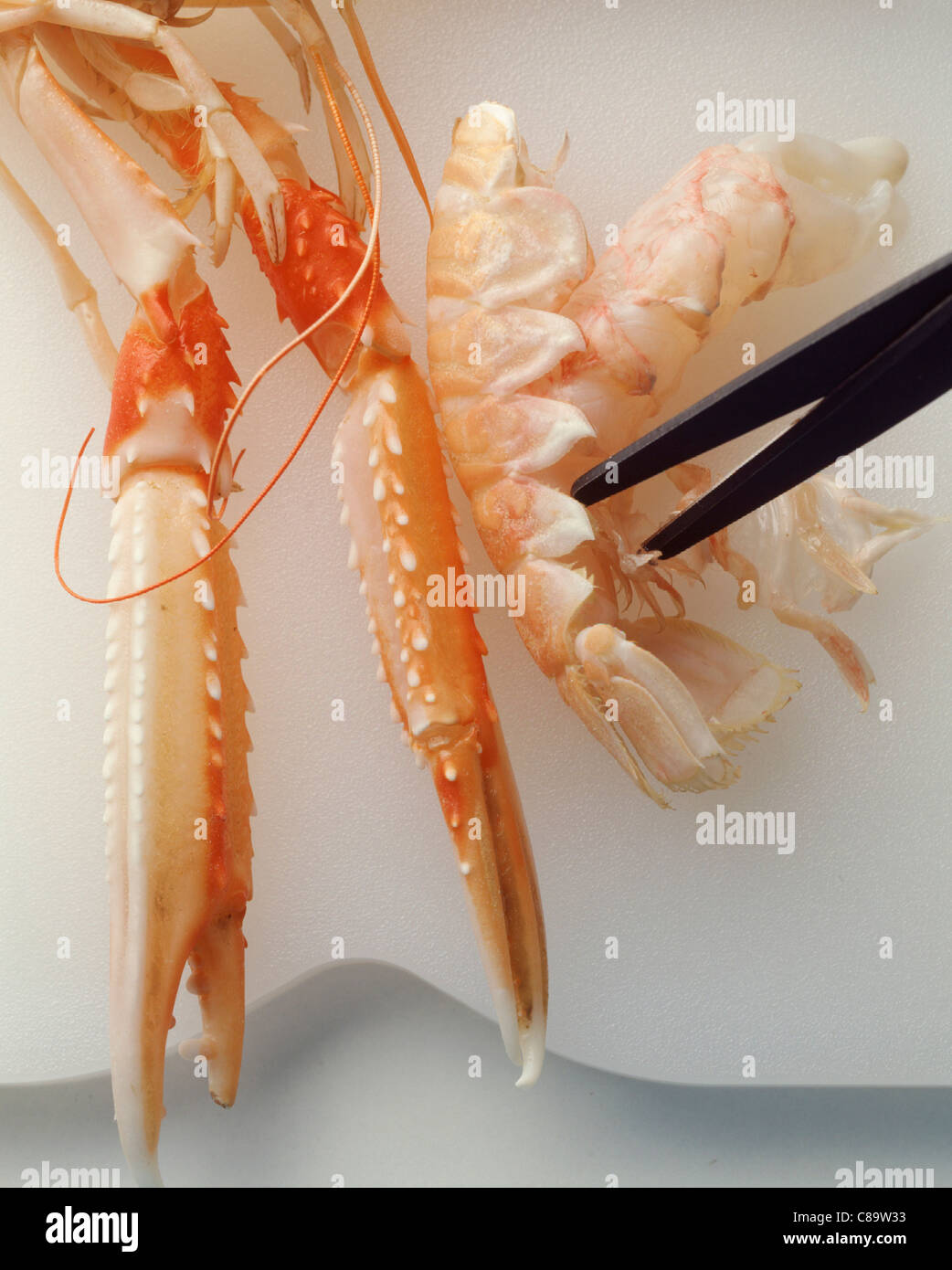 Crab claw, langoustine prawn, scissors Stock Photo - Alamy