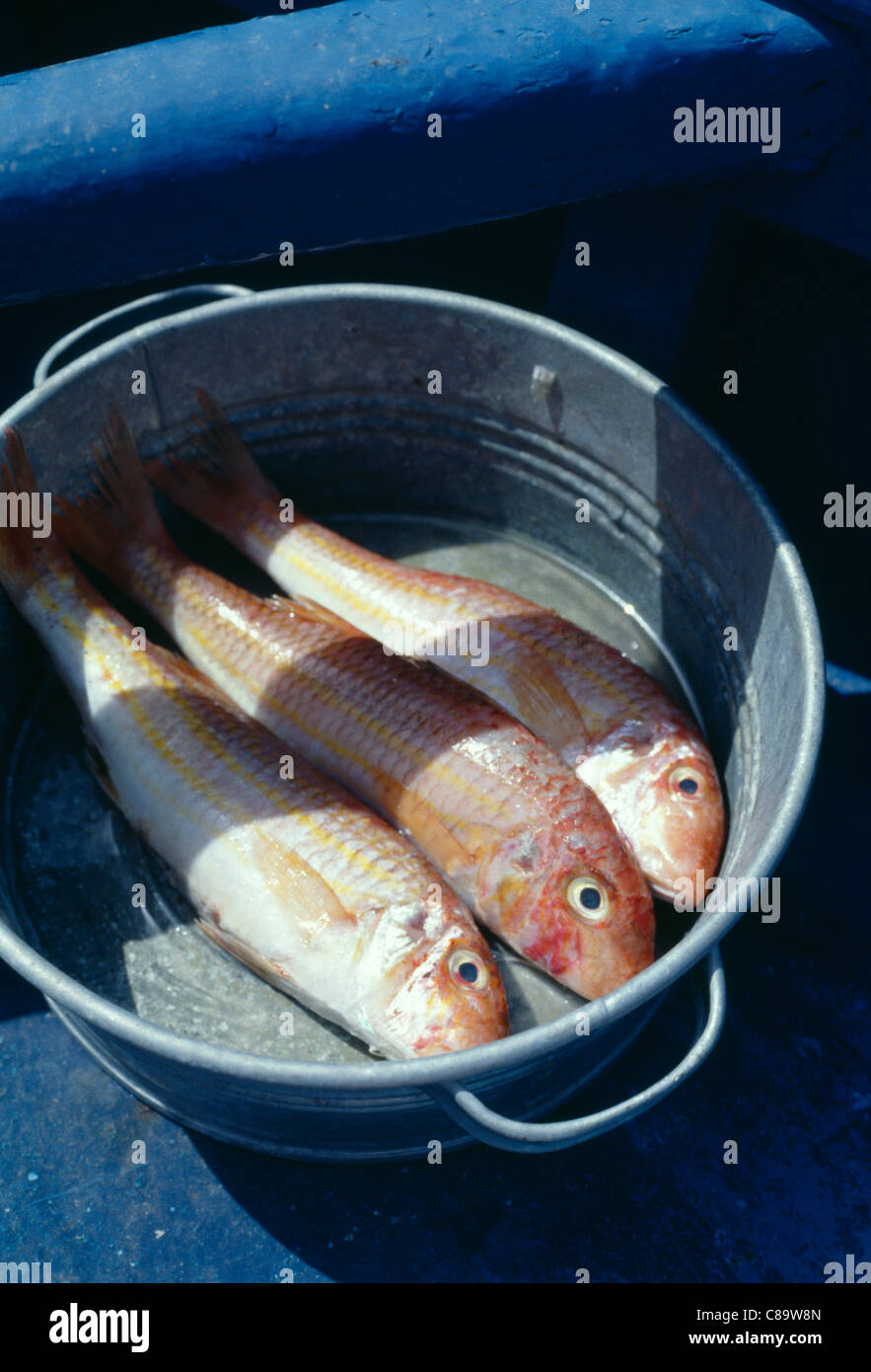 Fresh red mullets Stock Photo - Alamy