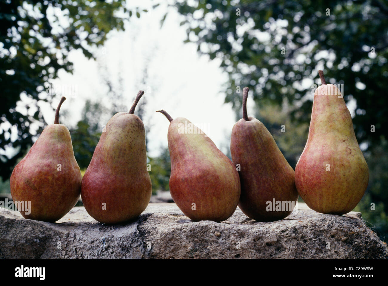 William pears hi-res stock photography and images - Alamy
